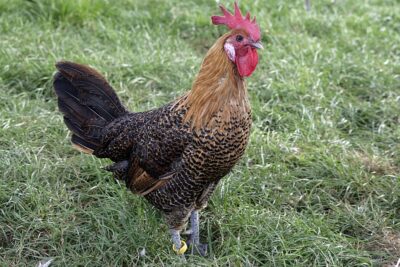 Campine Chicken - Breed Profile - Backyard Poultry